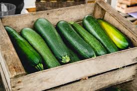 Summer Squash-Extra Large Baking/Grating Zucchini | ShadowBrook Farm ...